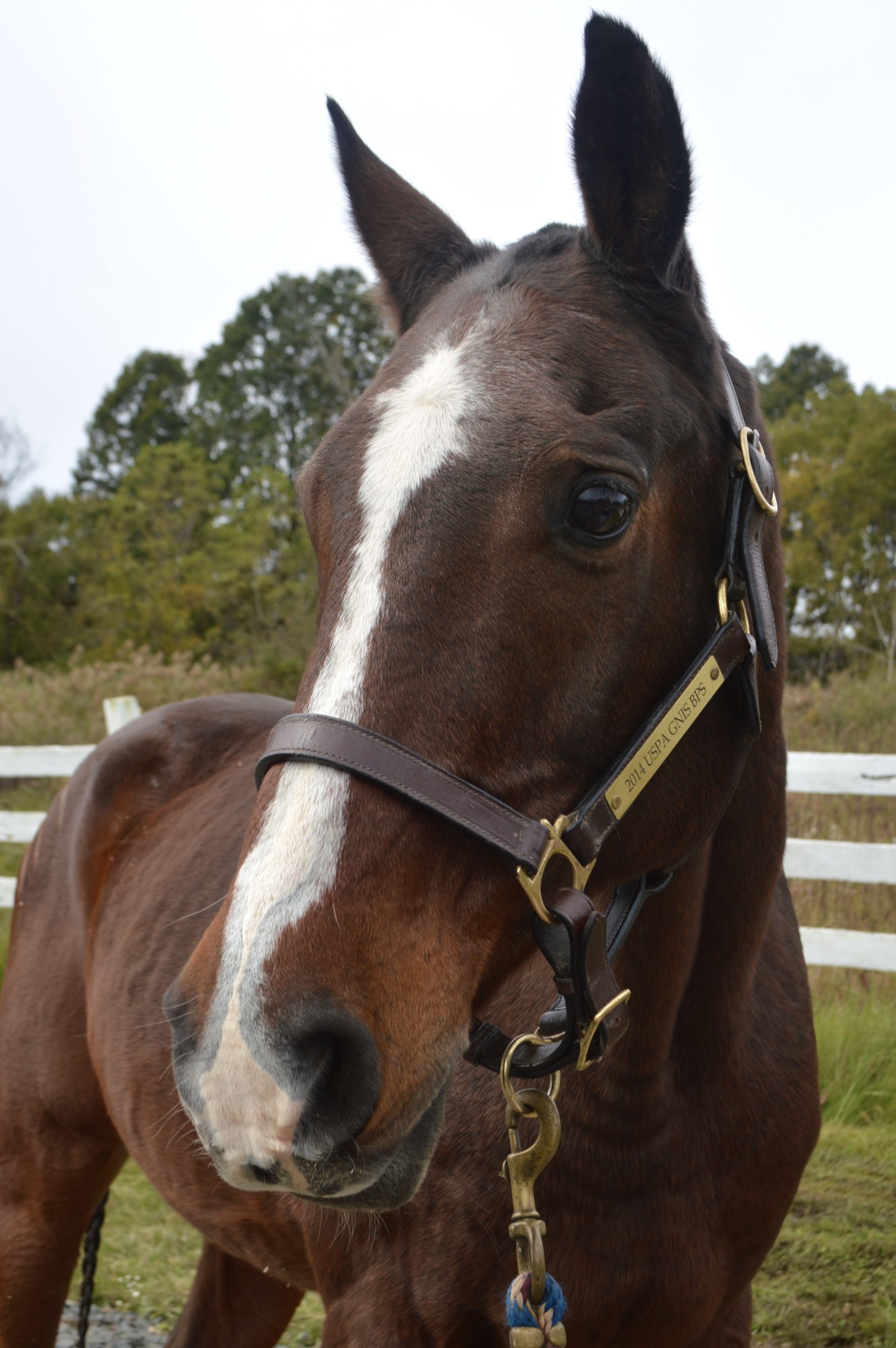 Our Horses | UConn Polo Club