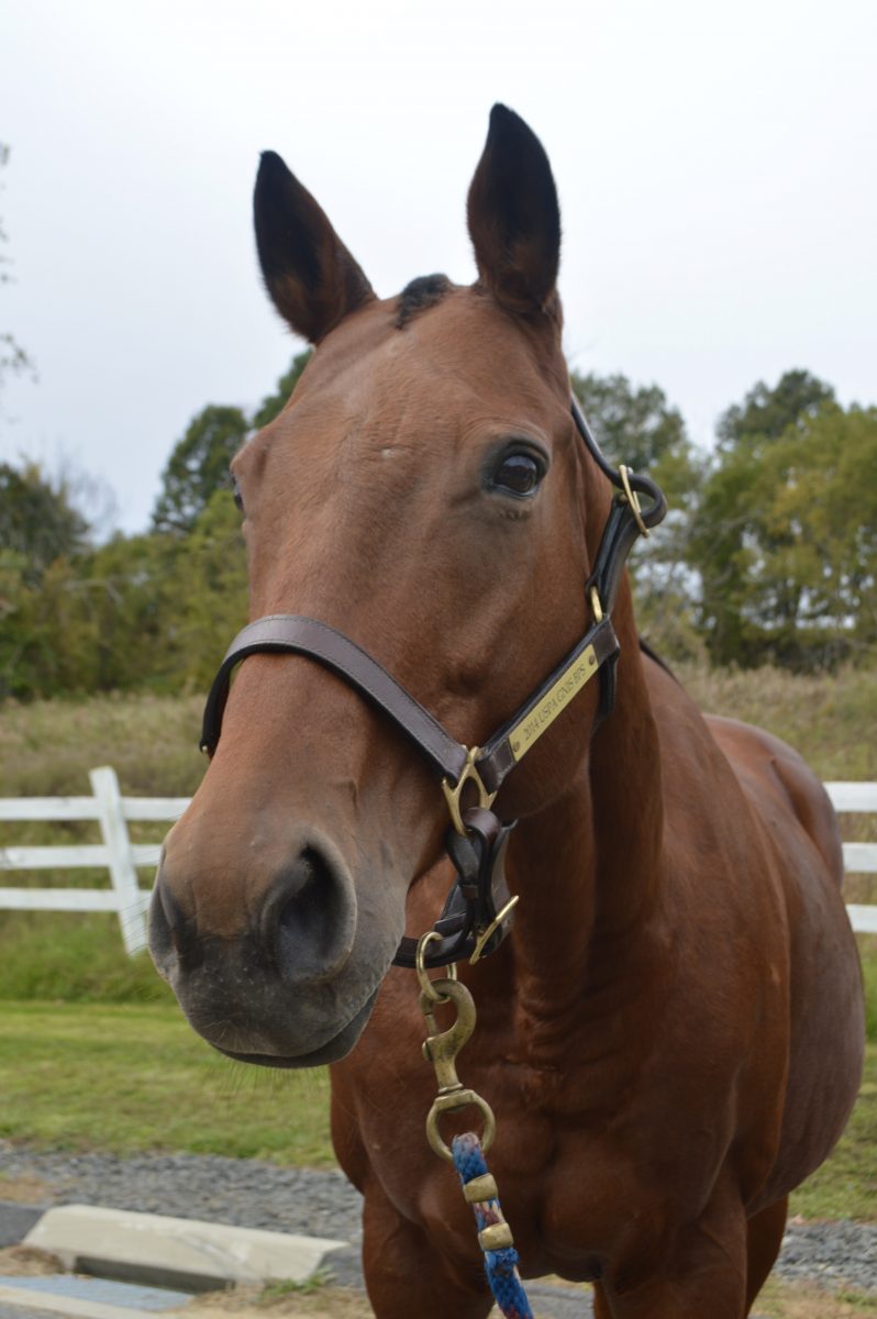 Our Horses | UConn Polo Club