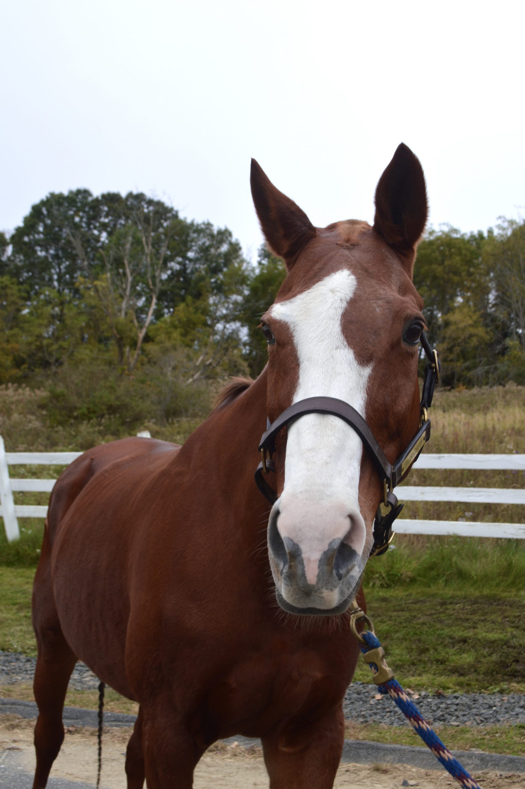 Our Horses | UConn Polo Club