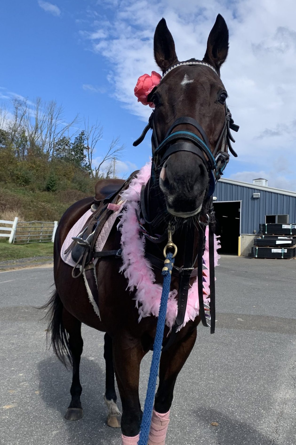 Our Horses | UConn Polo Club